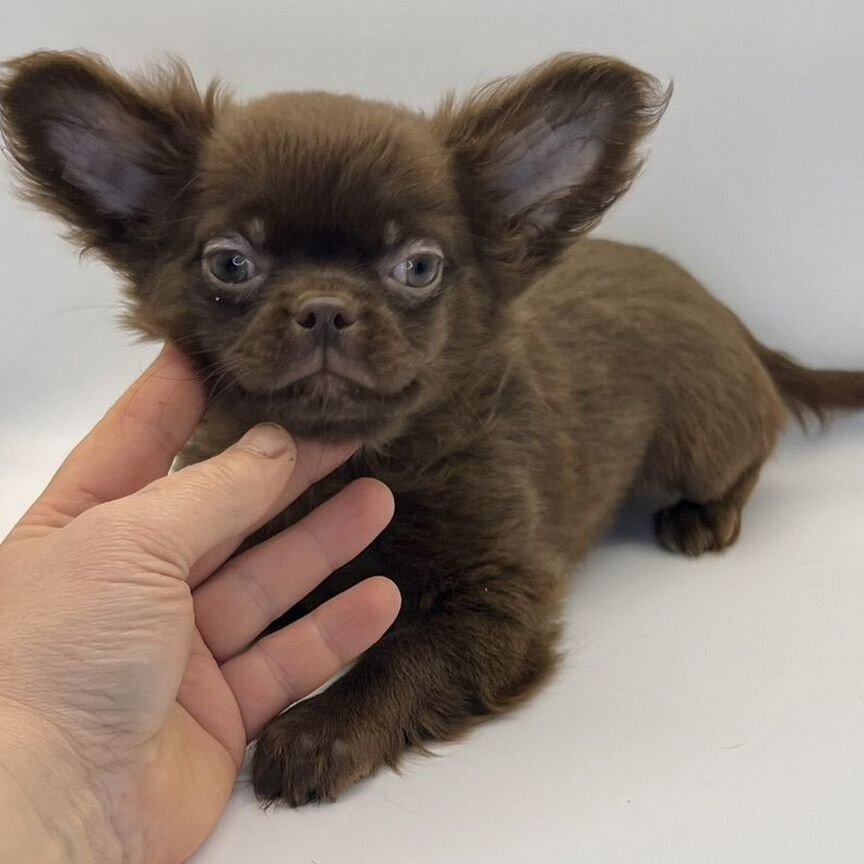 Чихуахуа мальчик