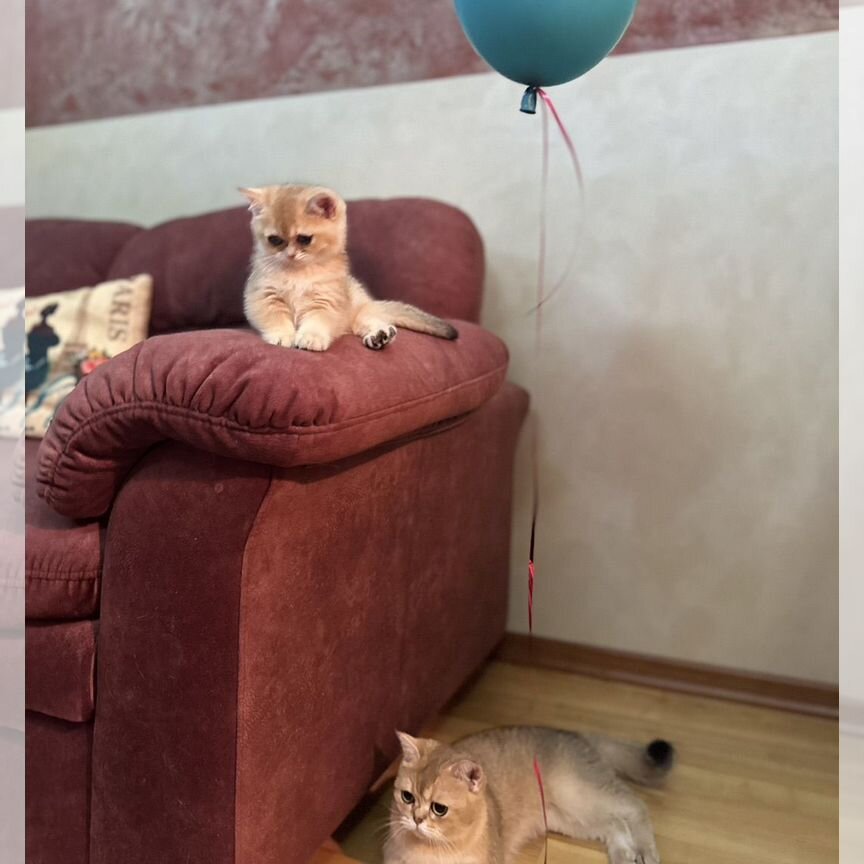 Нежная британская кошечка золотая шиншилла