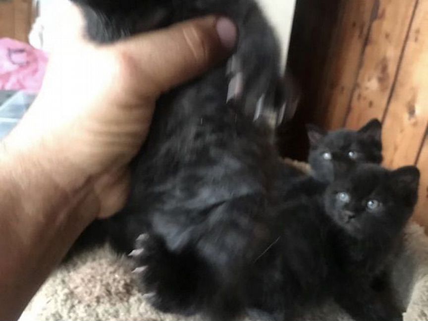 Котята Курильский бобтейл