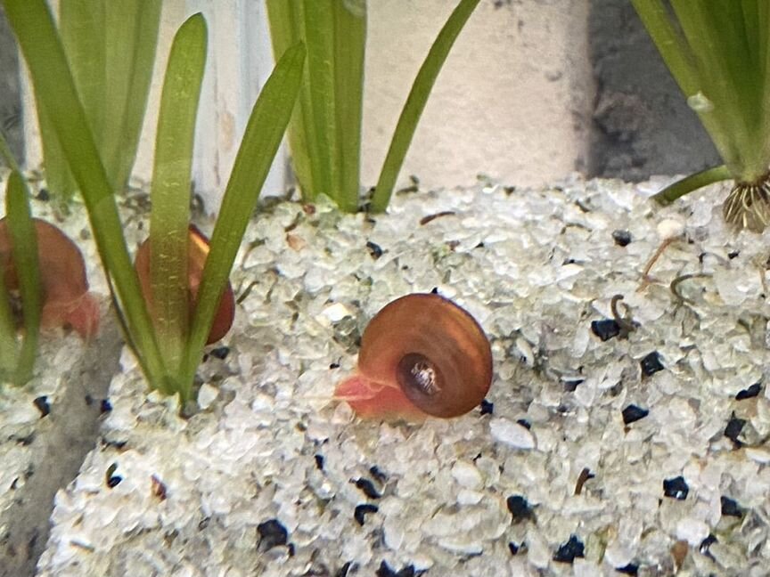 Улитки +водоросли Валлиснерия