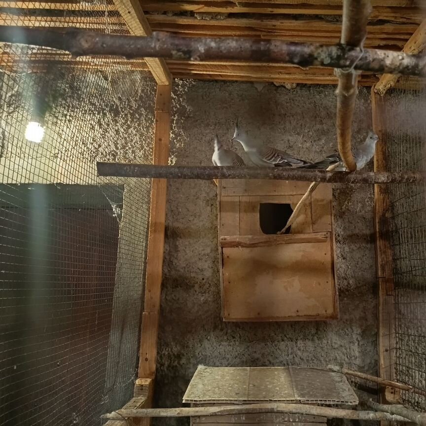 Австралийские хохлатые горлицы