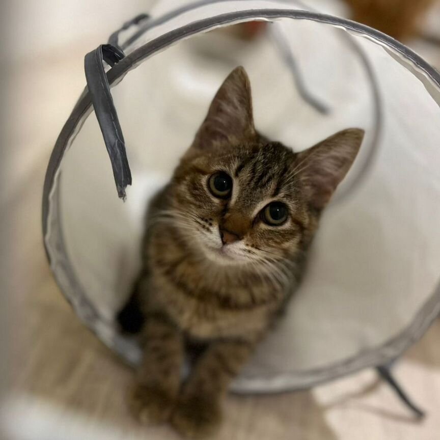 Котенок бесплатно