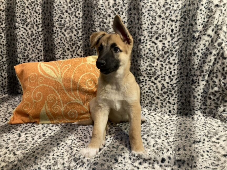 Щенки Макс и Ляля в добрые руки