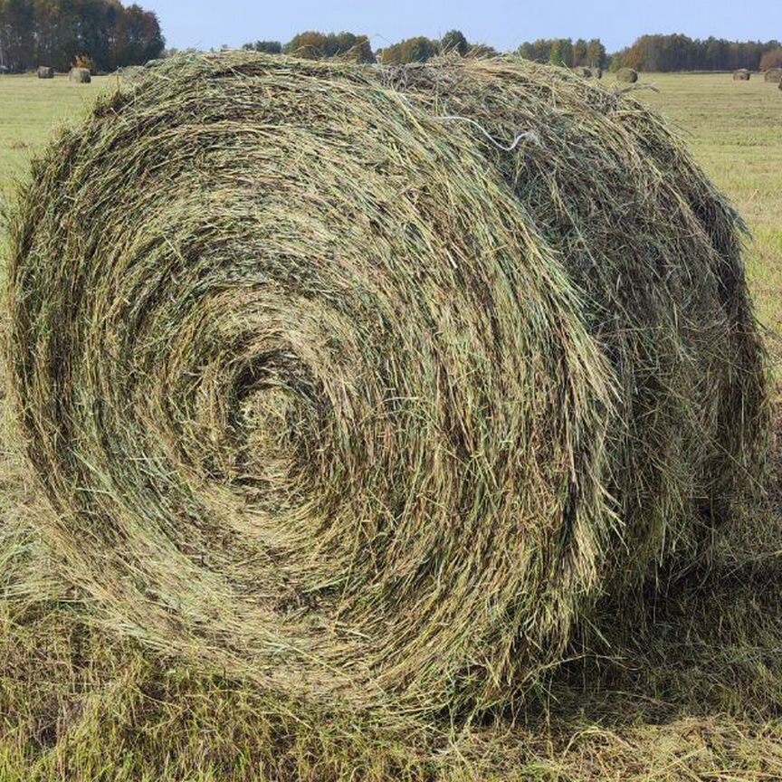 Продам сено в рулонах