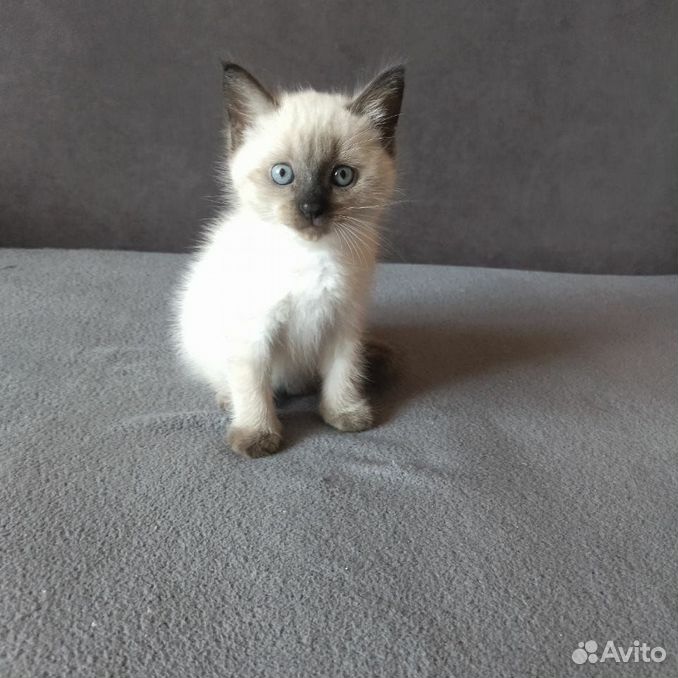 Продам сиамского котёнка