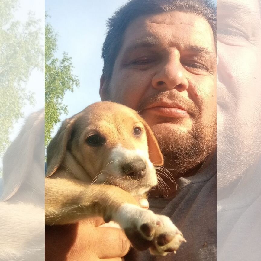 Русская гончая, взрослый пёс