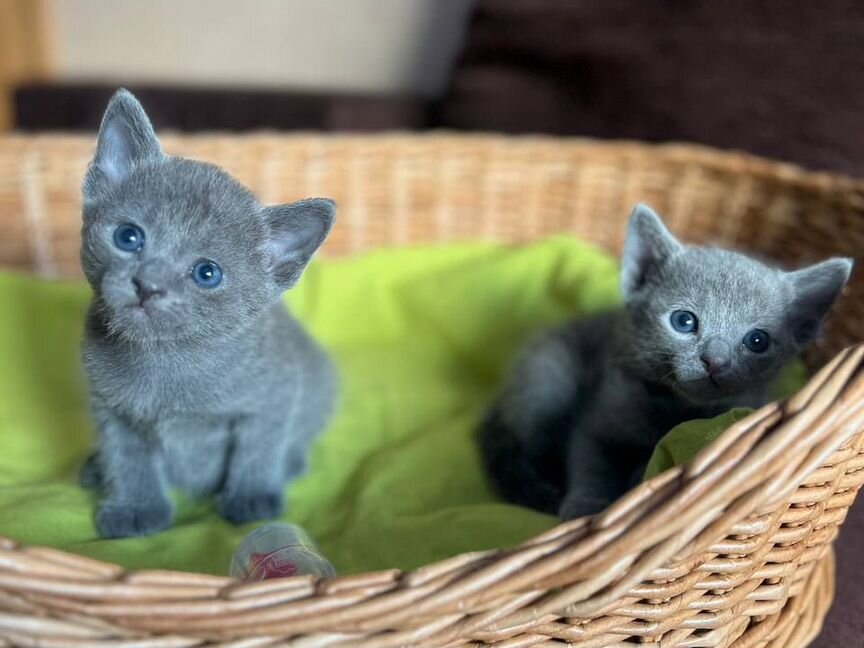 Лежанка для кошек плетеная