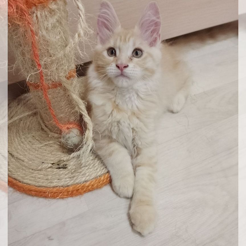 Котята мейн-кун