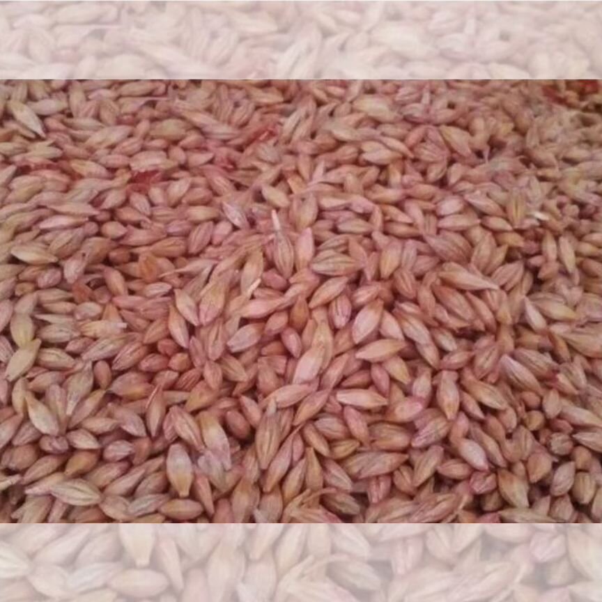 Овес травленый