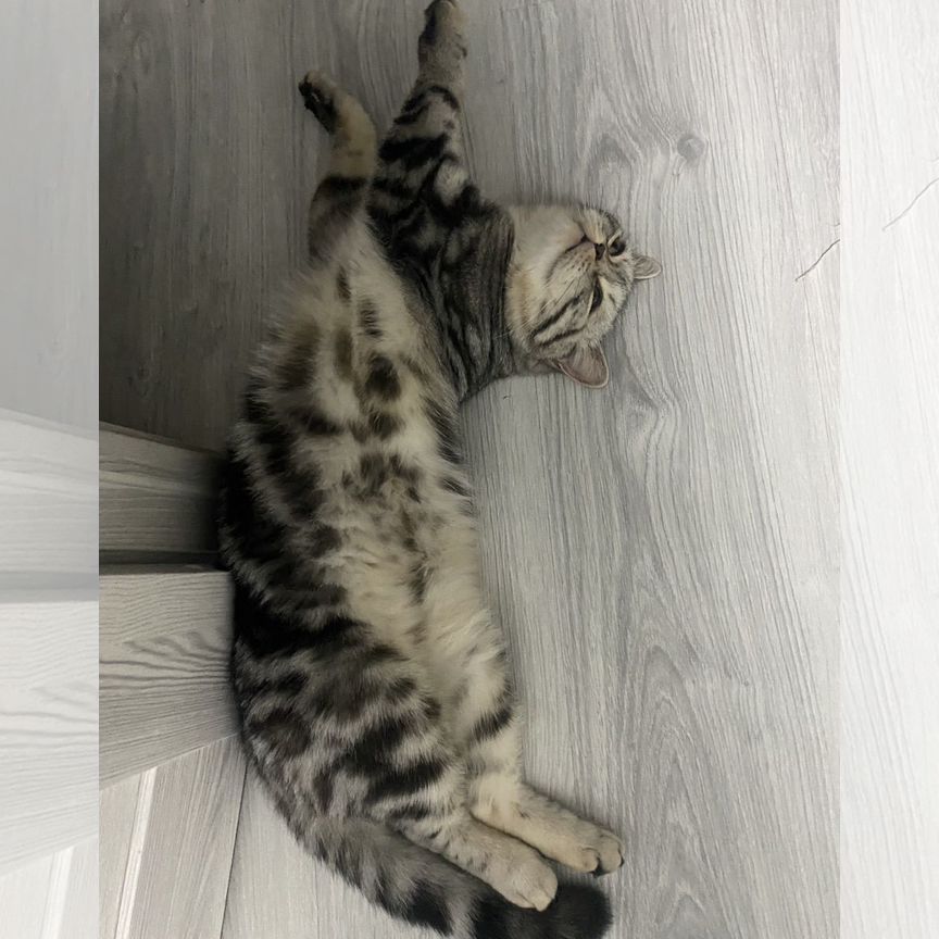 Отдам шотландскую кошку в хорошие добрые руки