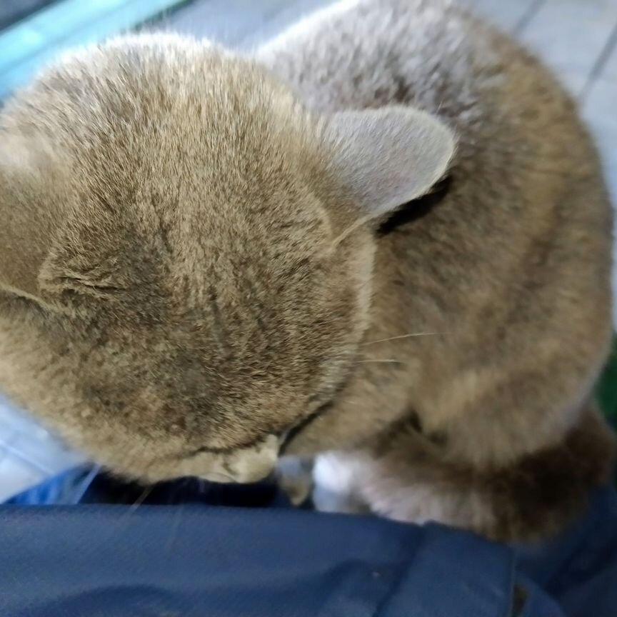 Примите кошечку