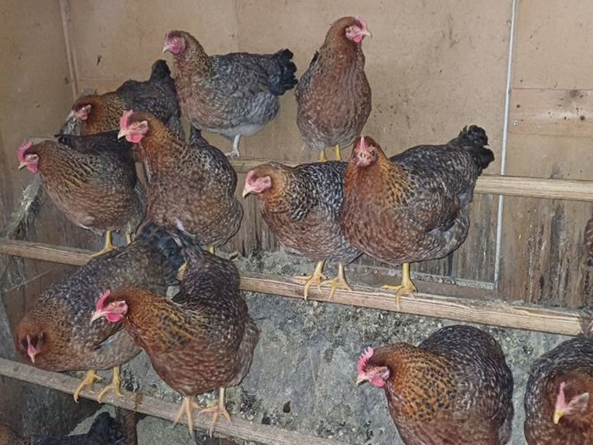 Белефельдер