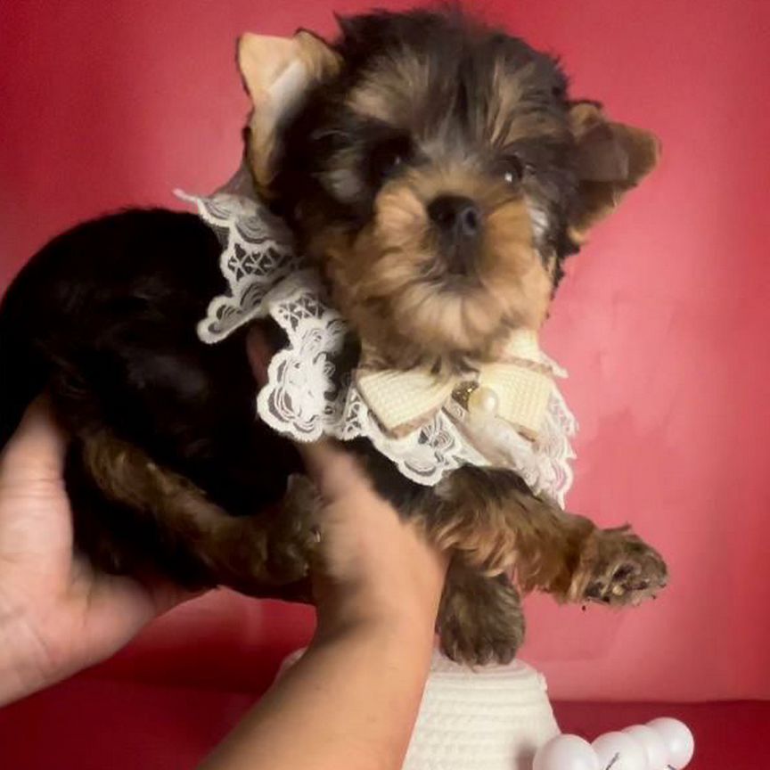 Йоркширский терьер, щенок