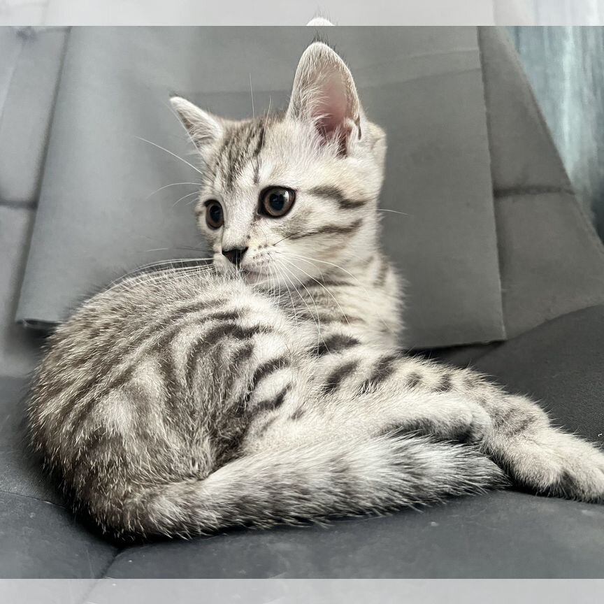 Шотландский вислоухий длинношёрстный котёнок