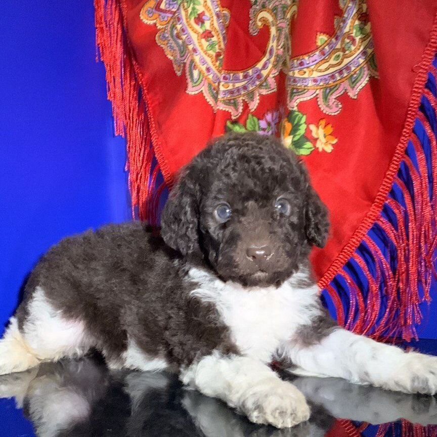 Мальчик миниатюрного пуделя