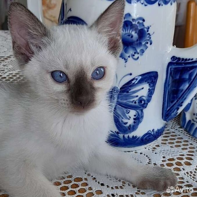 Тайские котята с документами