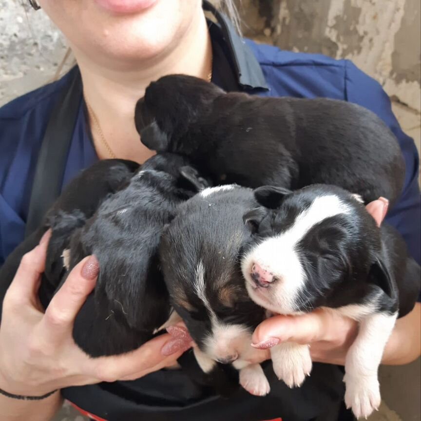 Щенок в добрые руки