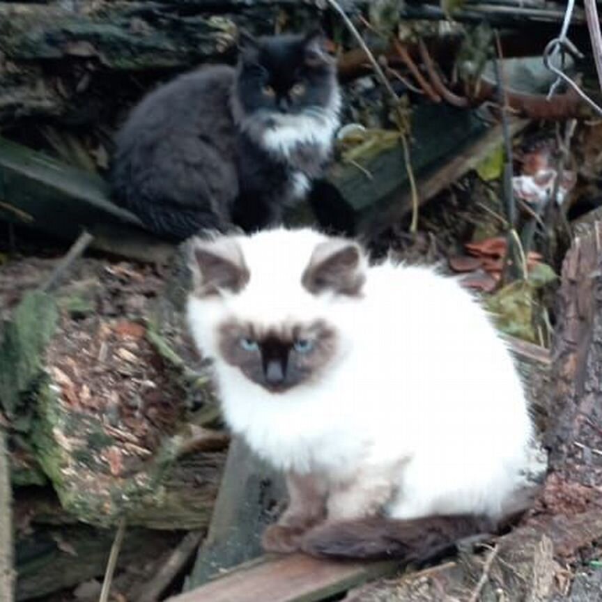 Котёнок в добрые руки