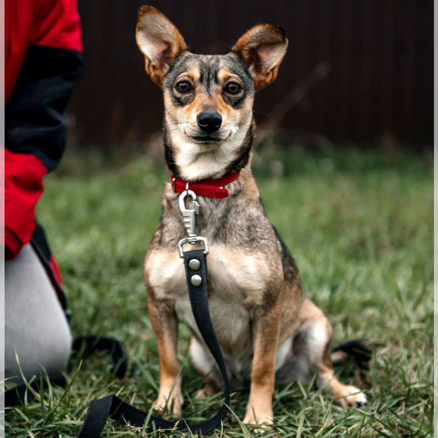 Взрослая собака в добрые руки