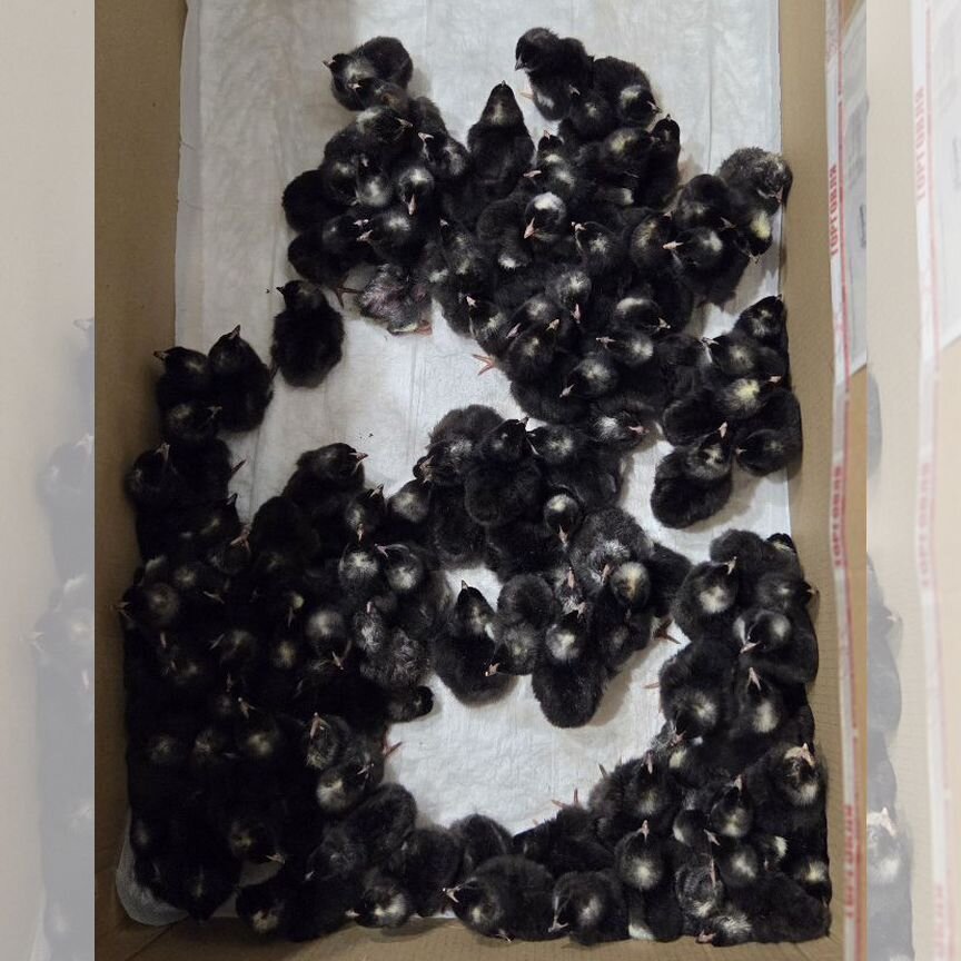 Цыплята суточные