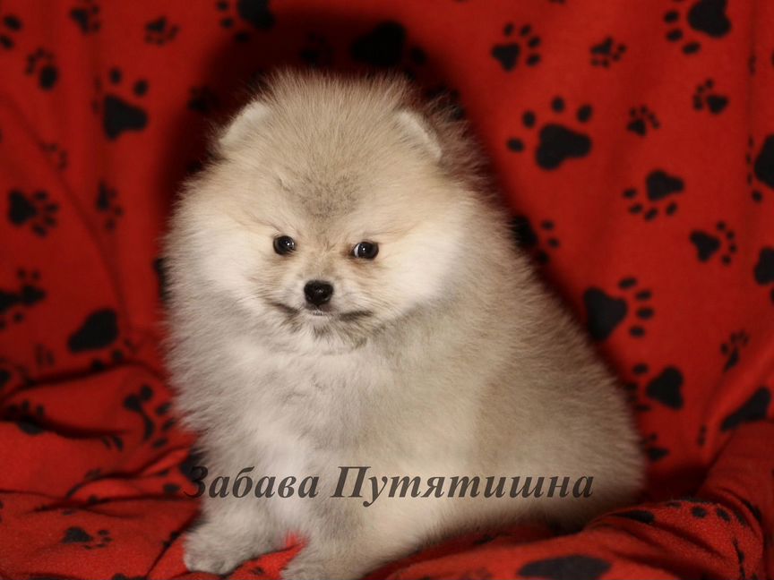 Шпиц мальчик плюшка