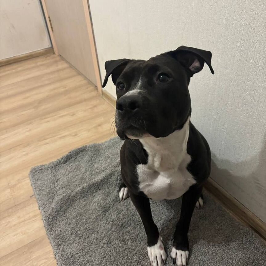 Стаффордширский терьер