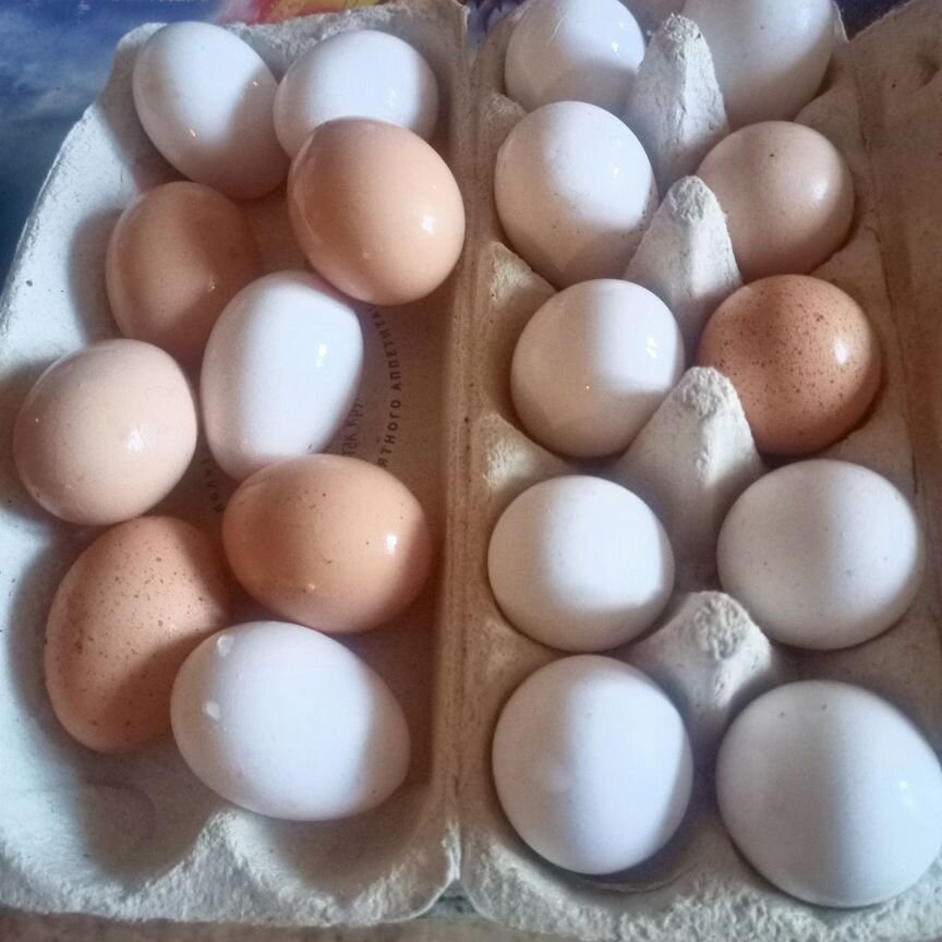 Инкубационное яйцо