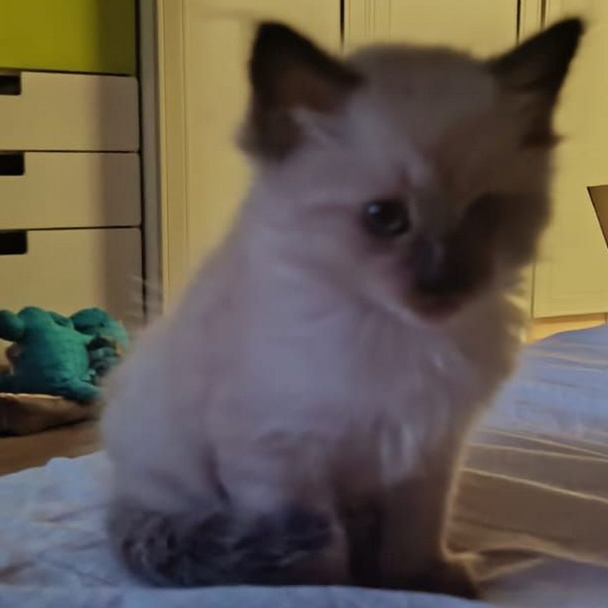 Котенок невская маскарадная