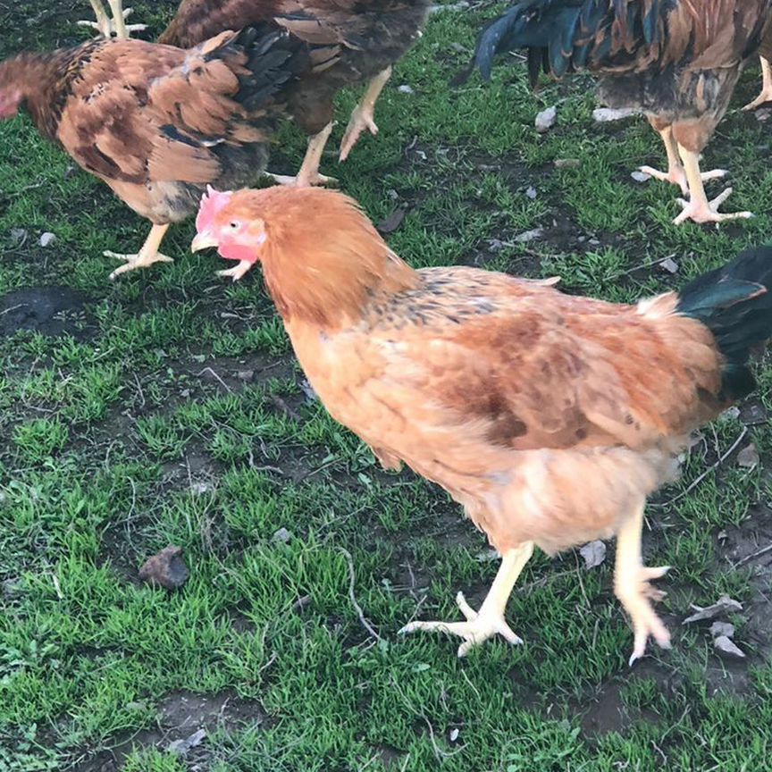 Петух кучинский