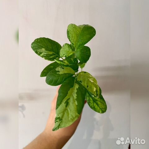 Рассада вариегатный томат Миля Лунного Света купить в Москве | Товары ...