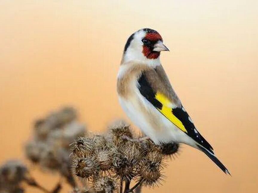 Птица шеголь