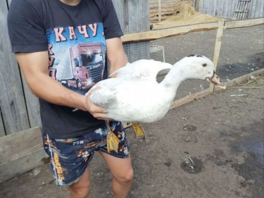 Мулард,утки на мясо