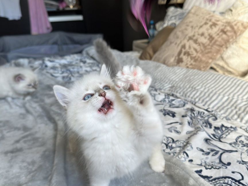 Невская маскарадная девочка