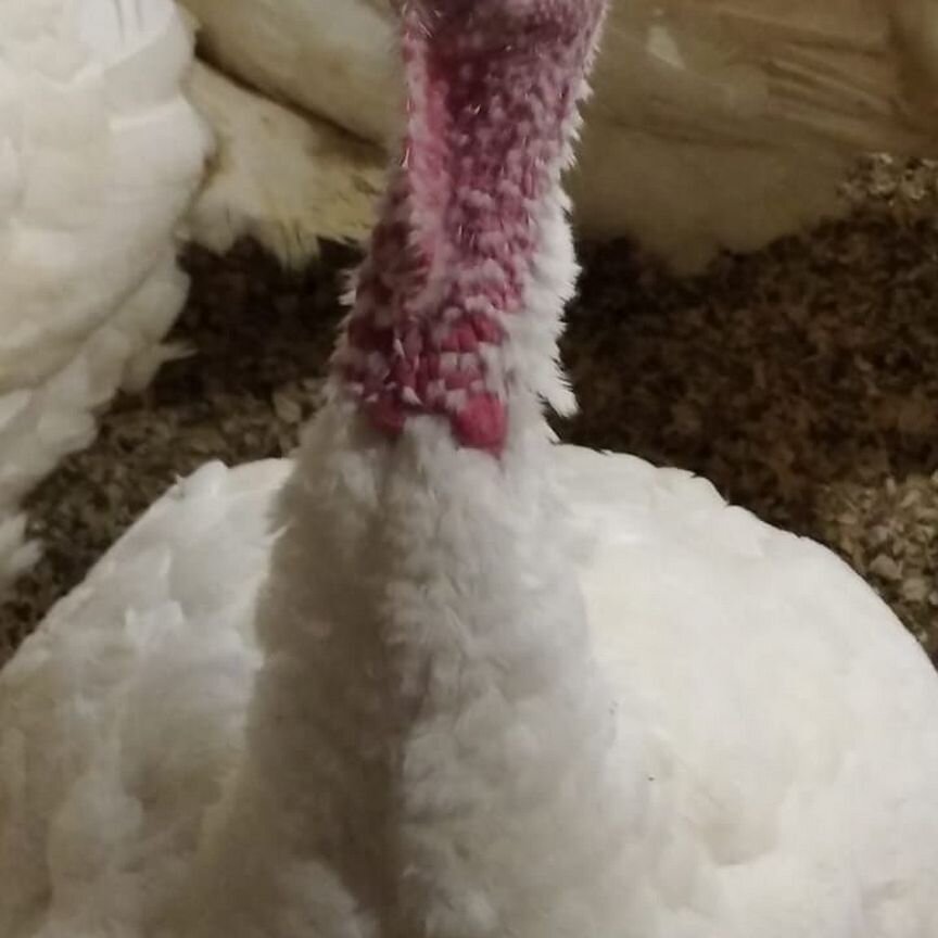 Индюки домашние