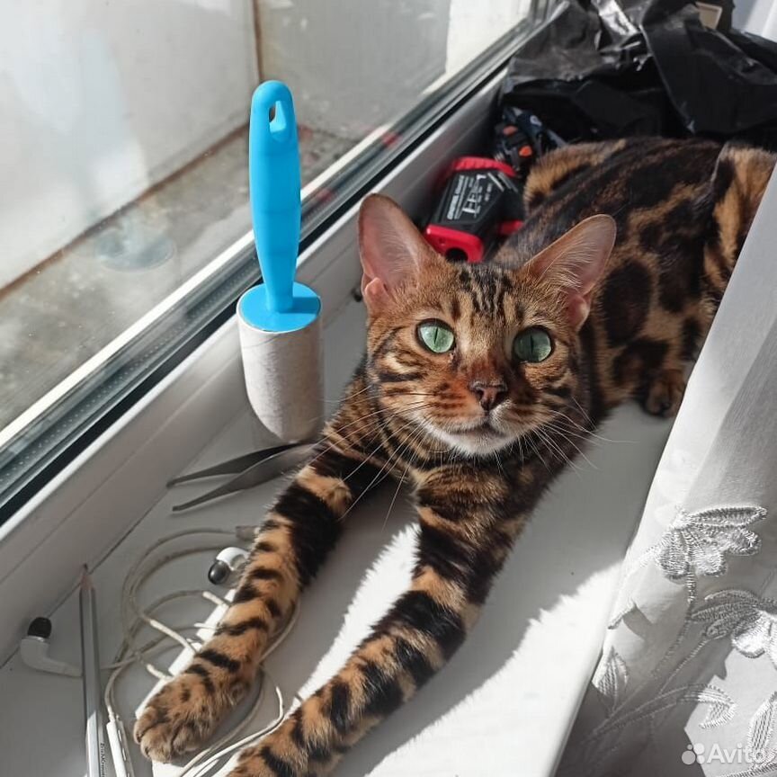 Бенгальская кошка