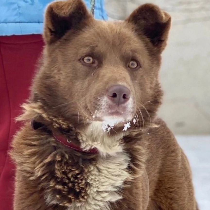 Линда с нежной душой, подружка в квартиру или дом