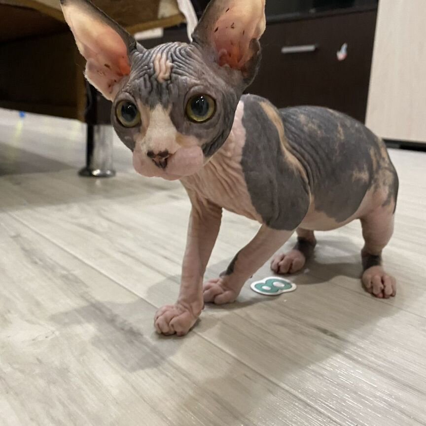 Донской сфинкс из ада