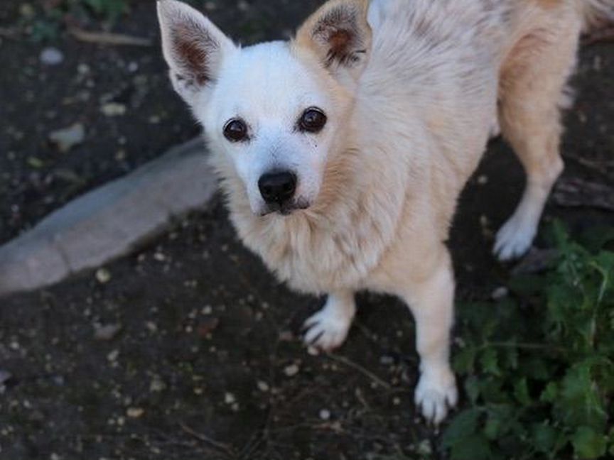 Семейная пара ищет дом