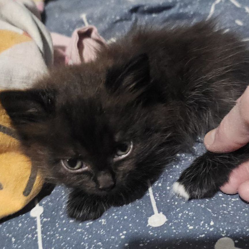 Котёнок в добрые руки