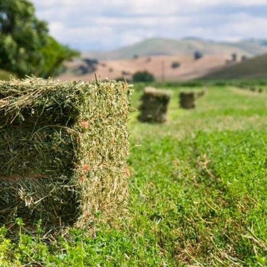 Сено в кипах