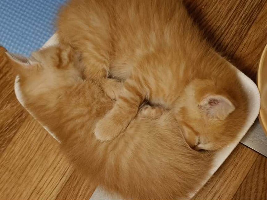 Рыжий котенок в добрые руки бесплатно, котята