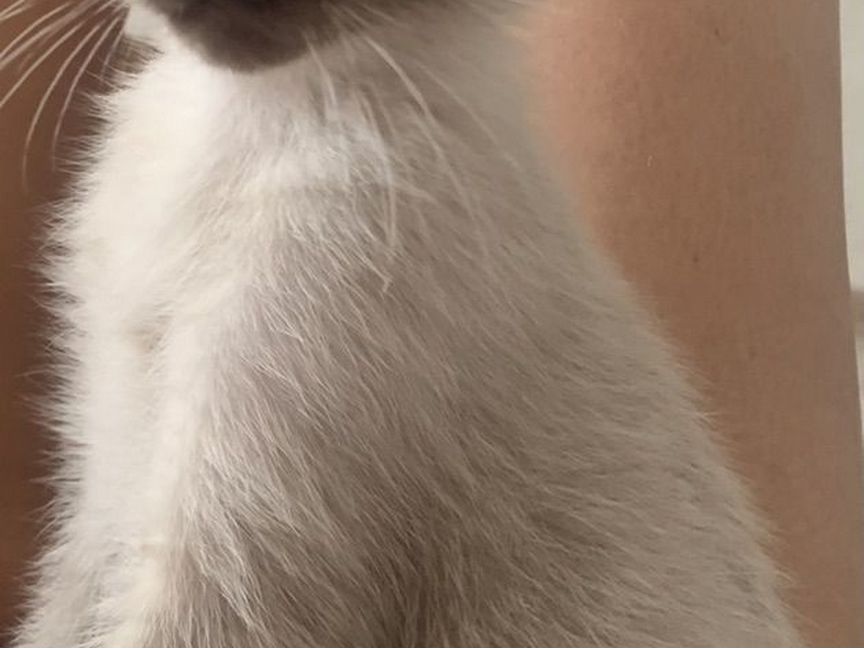 Сиамская кошка