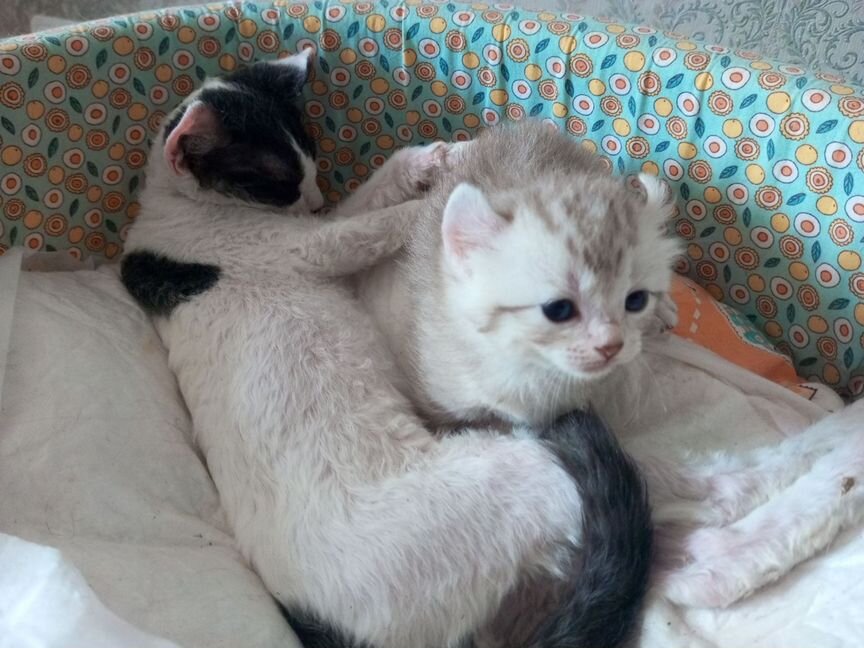 Кинкалоу