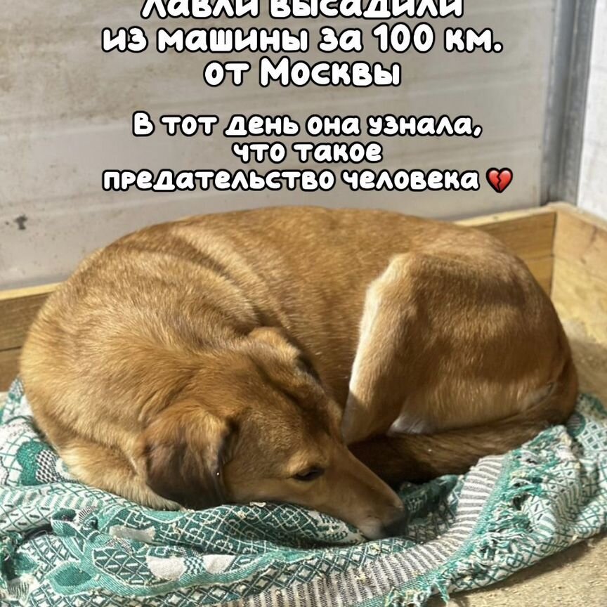 Собака в добрые руки