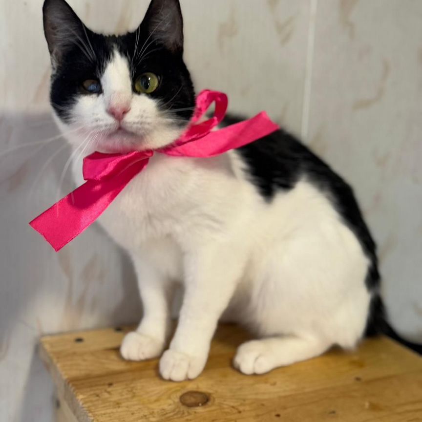 Кошка Джулия