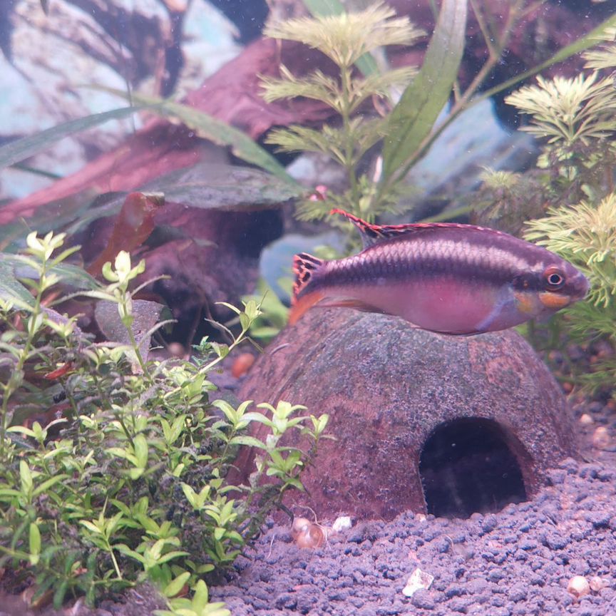 Пельвикахромис Пульхер (Попугайчик)