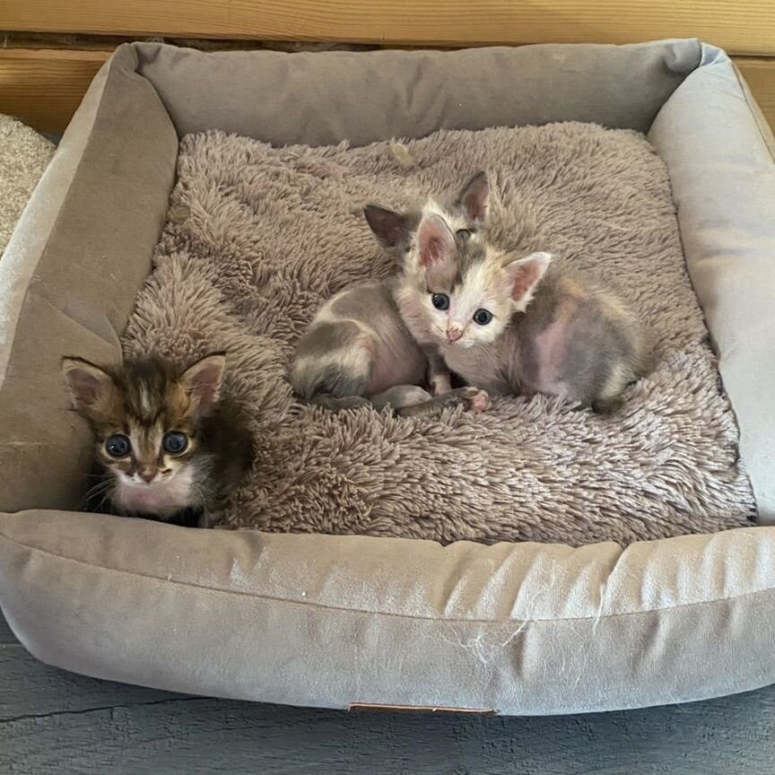 Котёнок в добрые руки