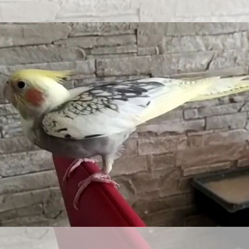 Попугай корелла самка