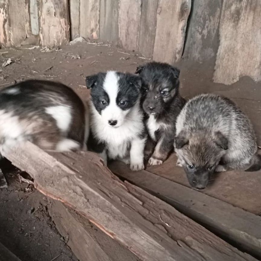 Щенок в добрые руки