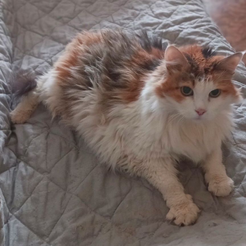 Взрослая, кошка в добрые руки